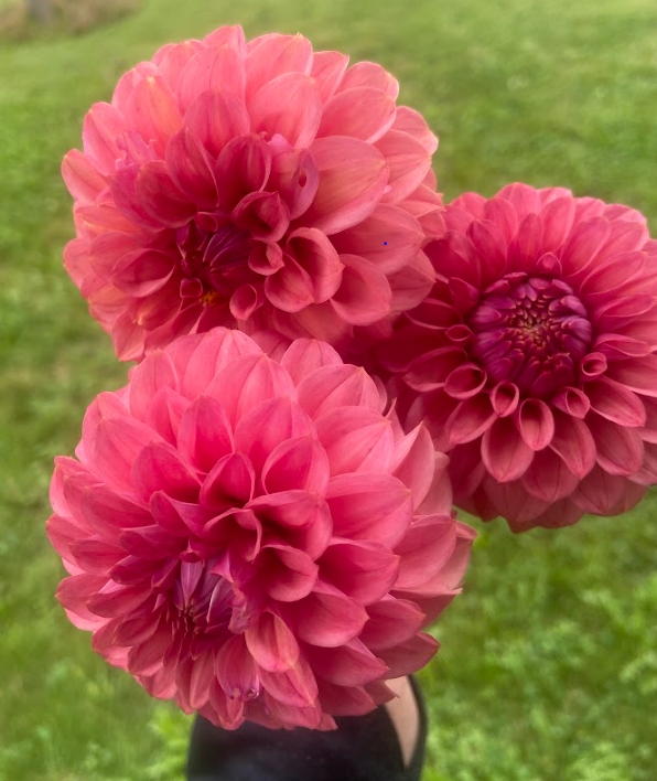 Hardest to Find – Sleepy Dog Dahlia Farm