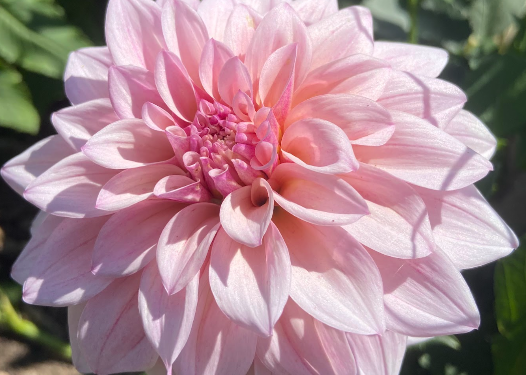 Dahlia Bloom Color: Pink – Sleepy Dog Dahlia Farm